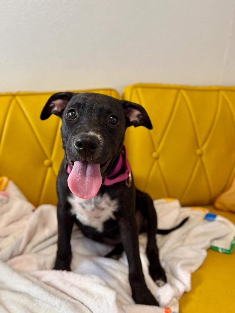 Dog for adoption - Winnie Waller, a Labrador Retriever & Pit Bull ...