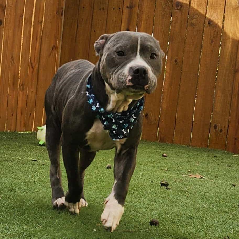 Dog for adoption - Bubba Gump JuM, a Staffordshire Bull Terrier in ...