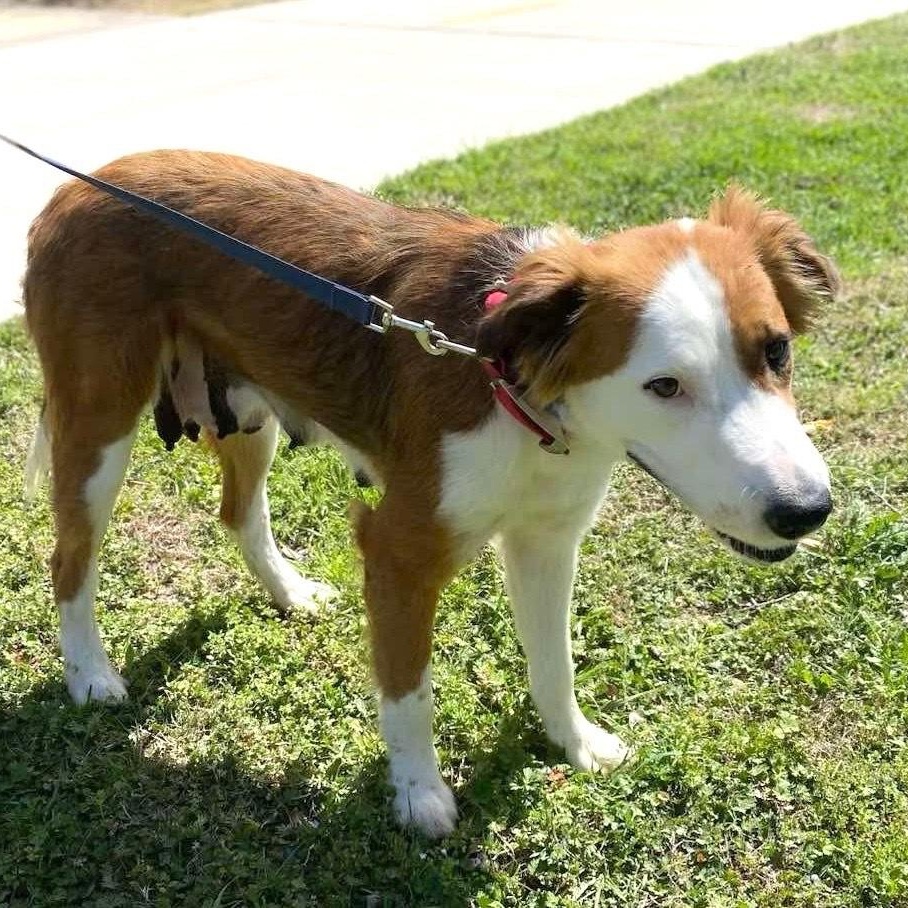 Dog for adoption - Ellie, a Smooth Collie in Cameron, MO | Petfinder