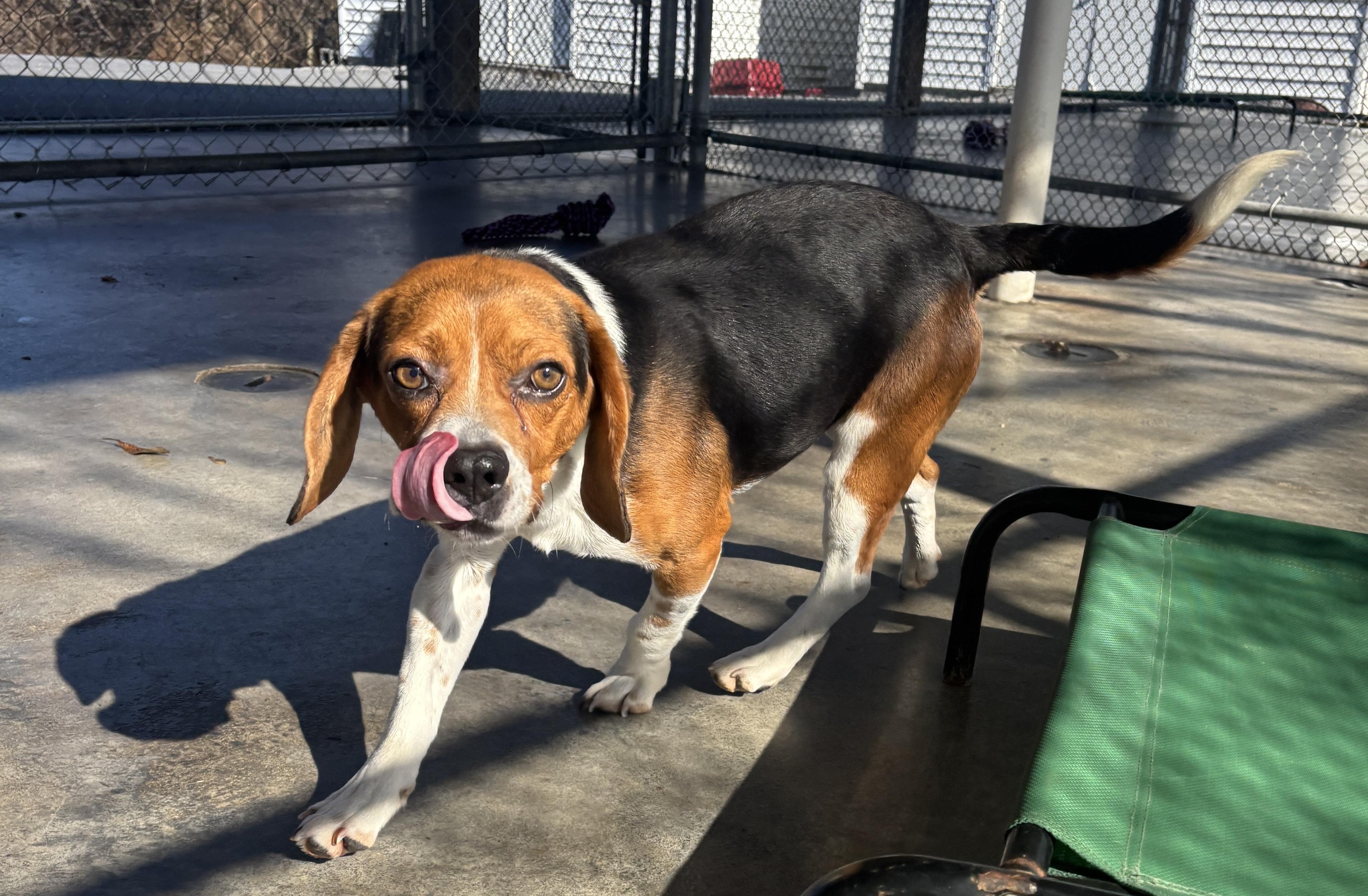 Dog for adoption - Benny, a Beagle in Edinburg, VA | Petfinder