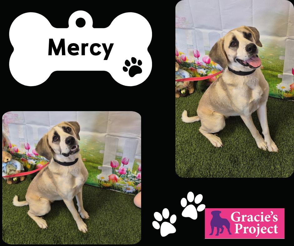 Dog for adoption - Mercy, an Anatolian Shepherd Mix in Canyon, TX ...