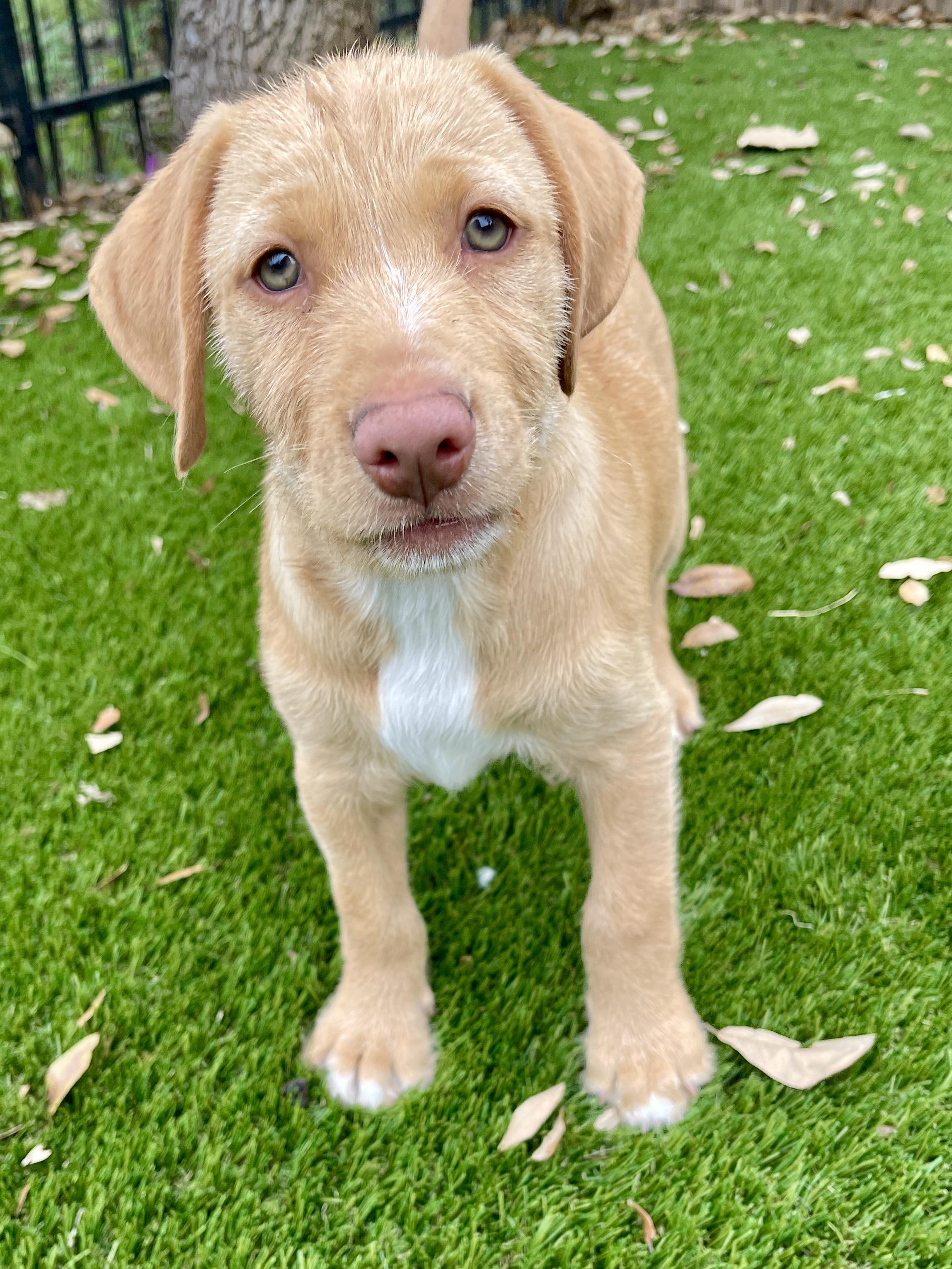 Dog for adoption - CHIOBHAN, a German Wirehaired Pointer & Labrador ...