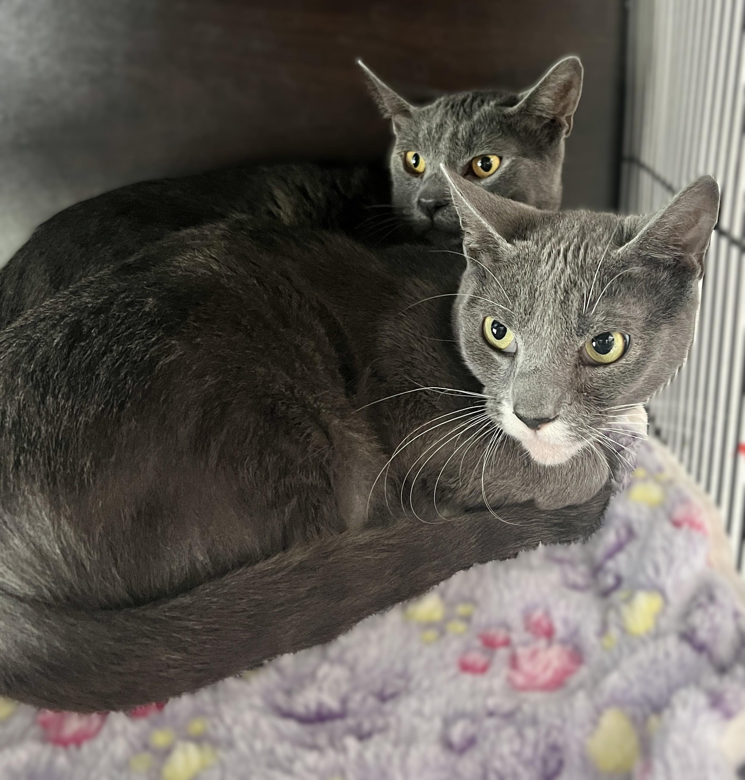 Cat for adoption - Darius & Deniz, a Domestic Short Hair in Liverpool ...