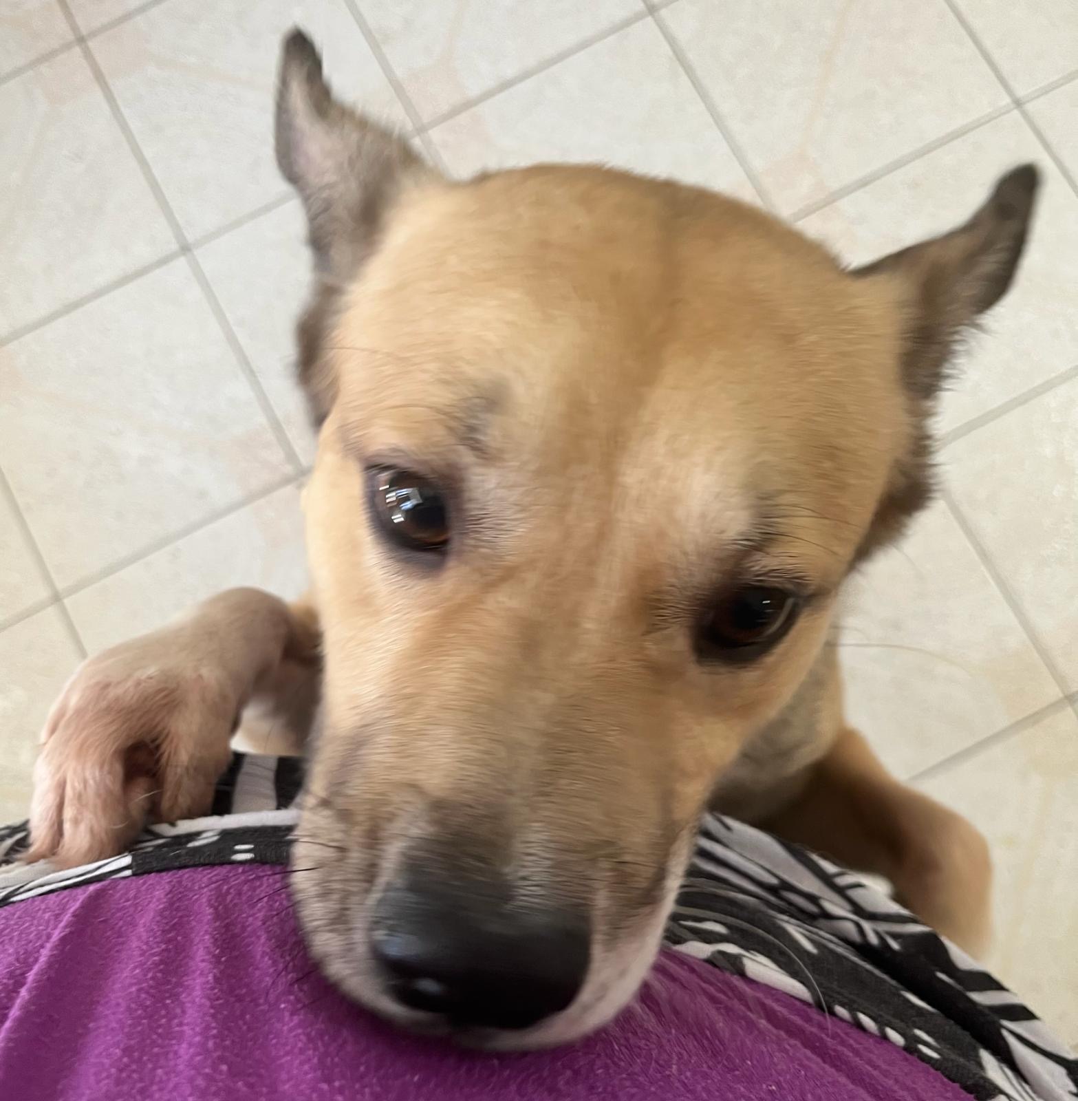 Dog for adoption - SNOOPY “Little Peanut”, a Terrier in Annapolis , MD ...