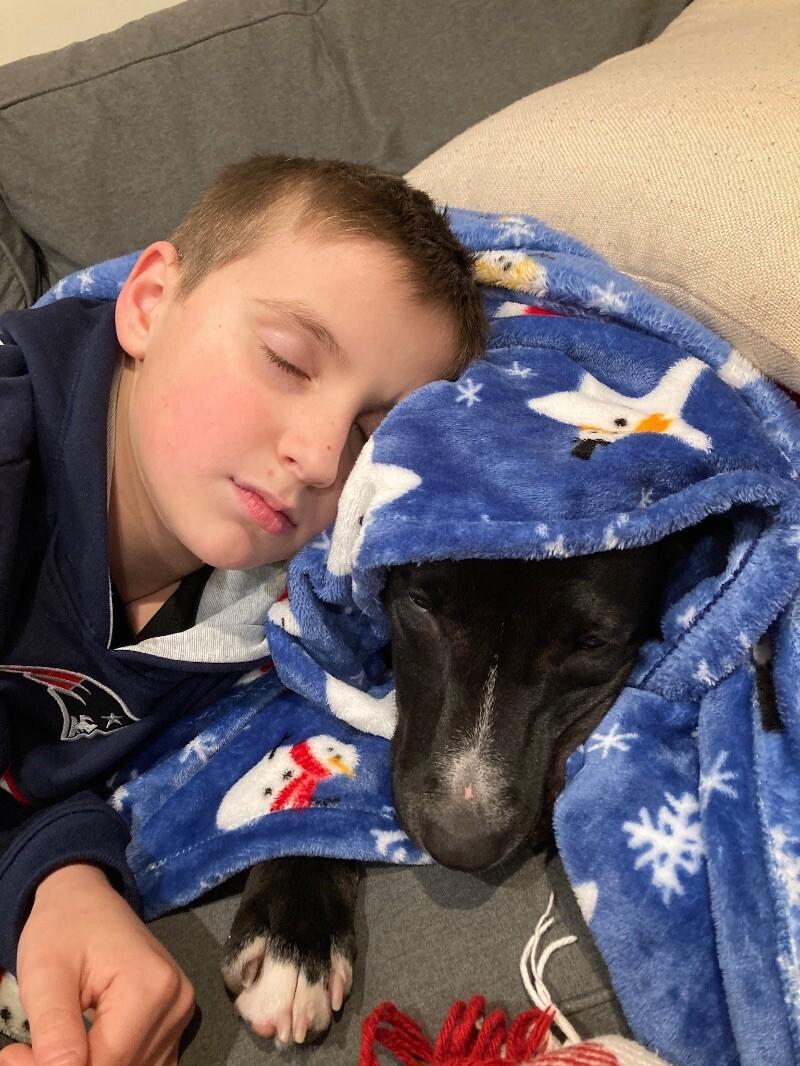 Dog for adoption - Huey Loves Hugs, a Black Labrador Retriever & German ...