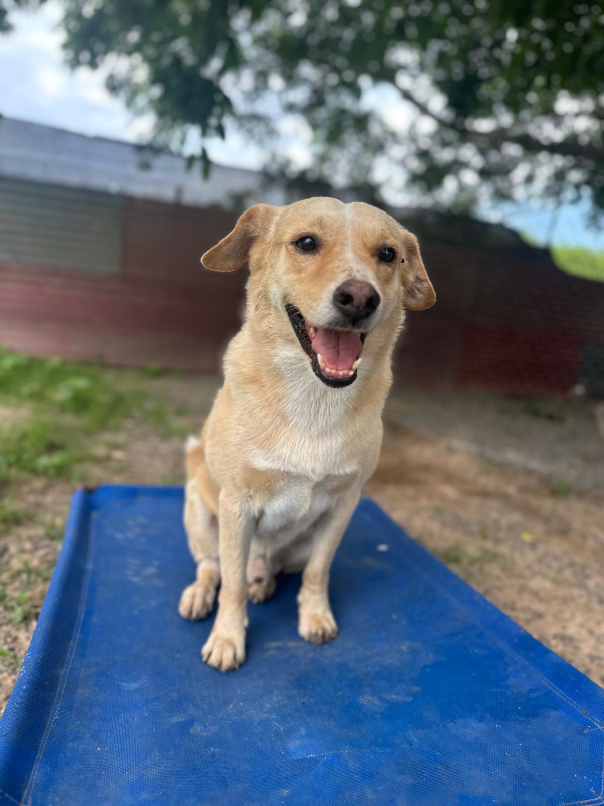 Dog for adoption - Gyro, a Mixed Breed in Sacramento, CA | Petfinder