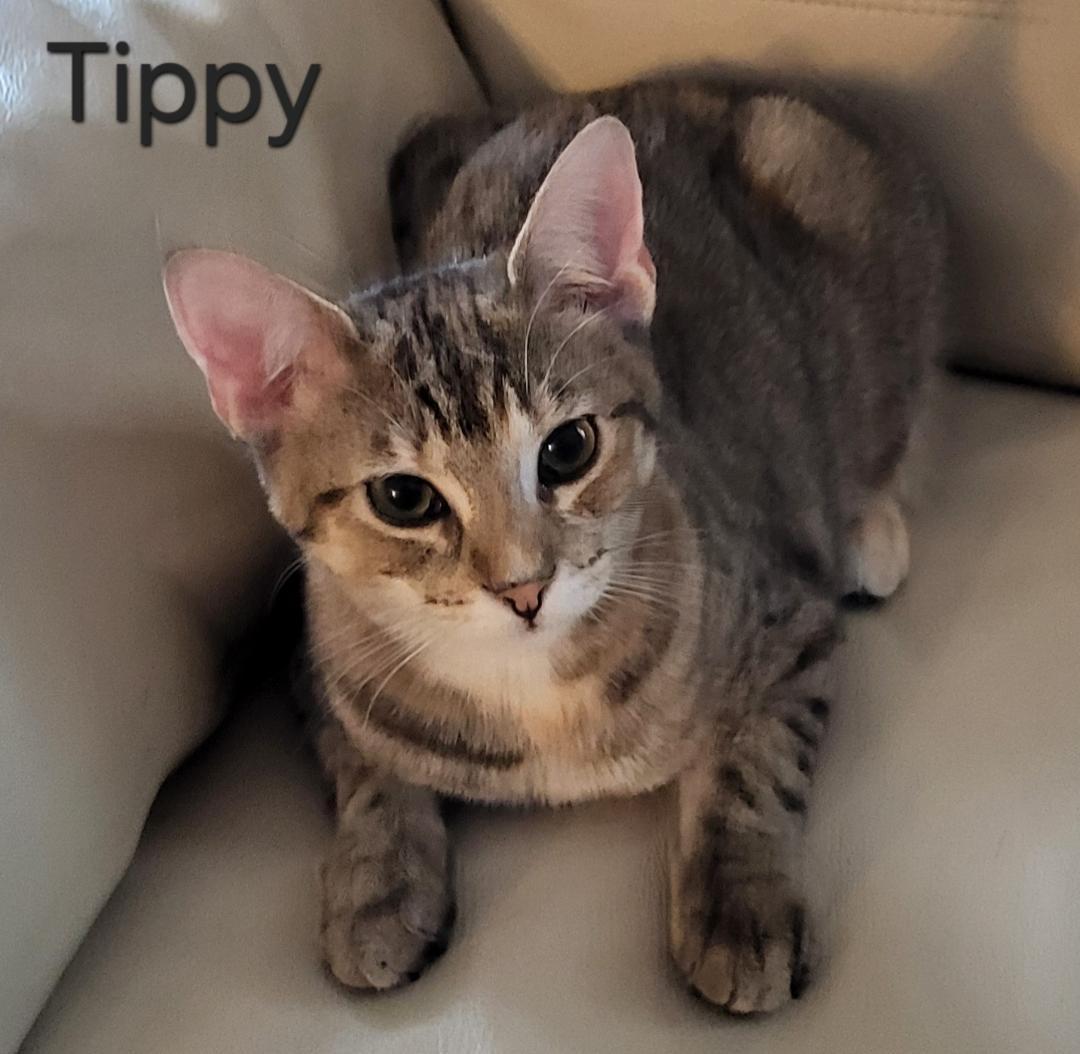 Cat for adoption - Tippy, a Tabby in Rochester, NY | Petfinder