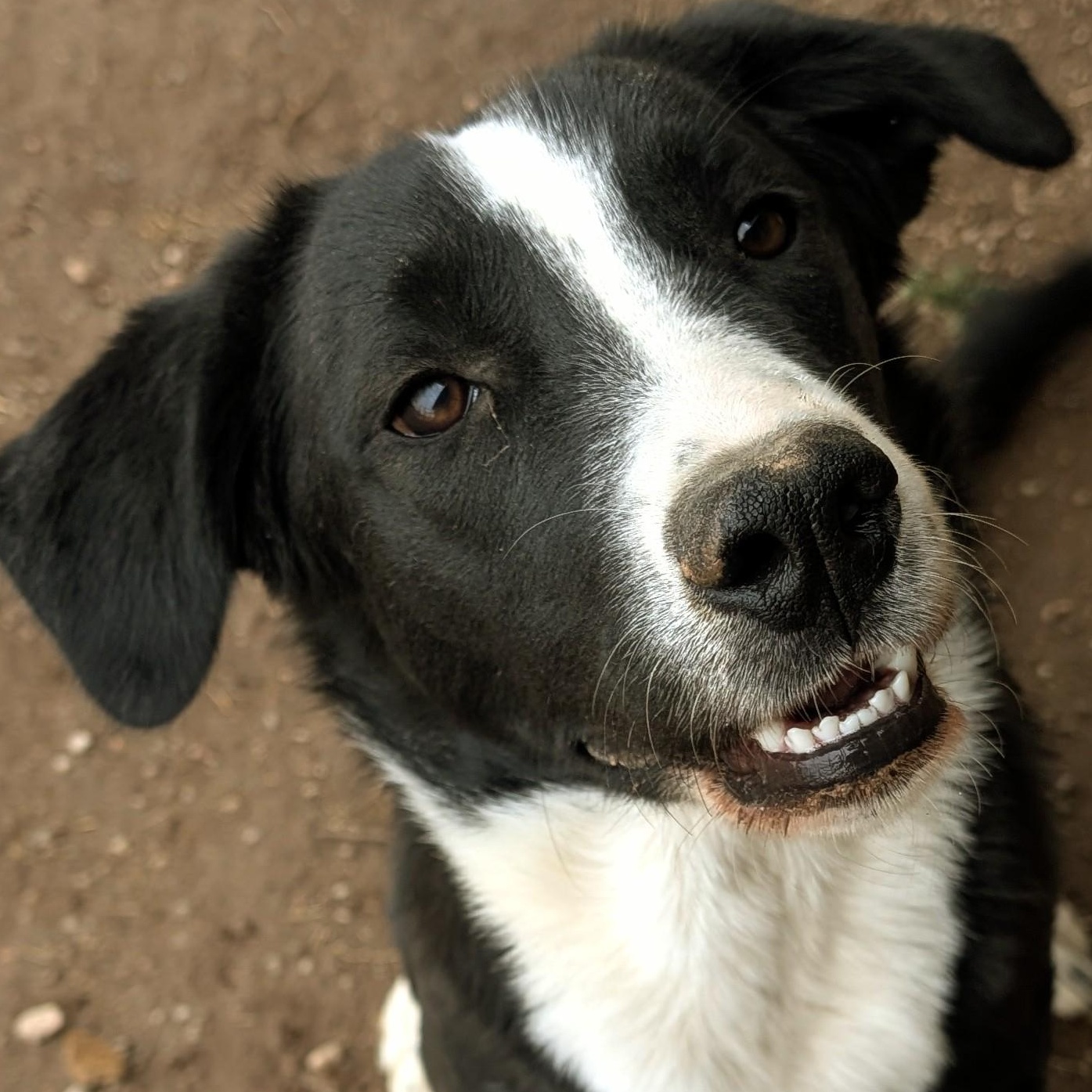 Mabel - Adoptable Pet | Petfinder | Petfinder