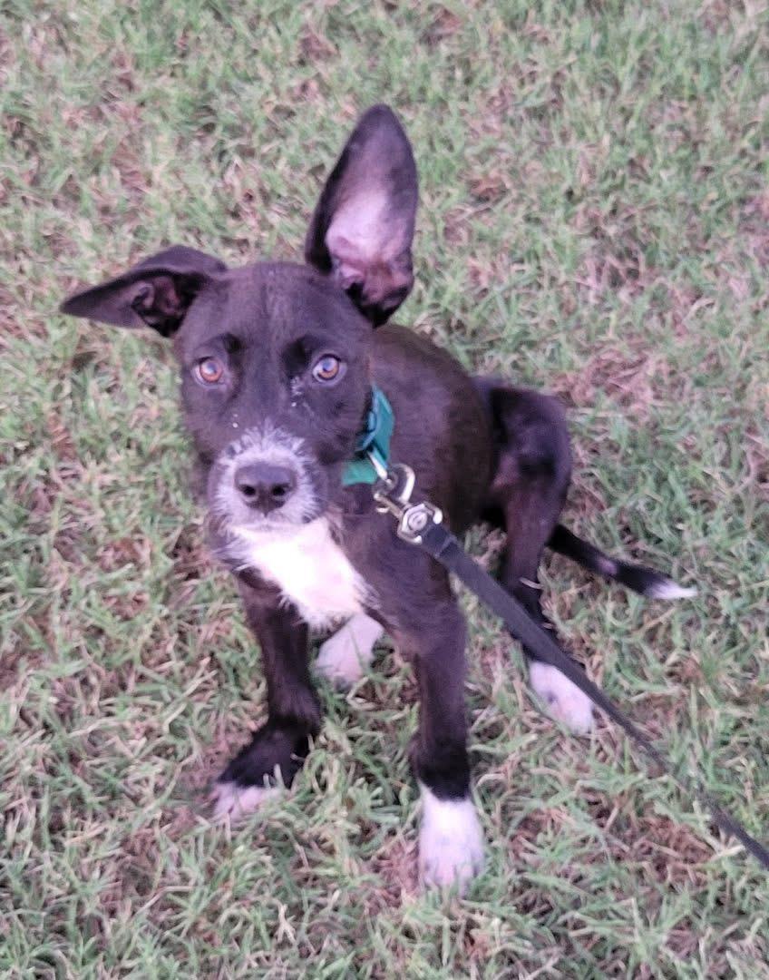 Dog for adoption - Bear, a Black Labrador Retriever Mix in Grove City ...