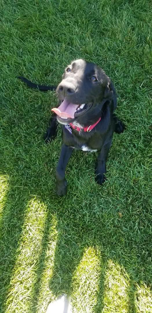 Dog for adoption - Ash, a Labrador Retriever Mix in Elkton, MD | Petfinder