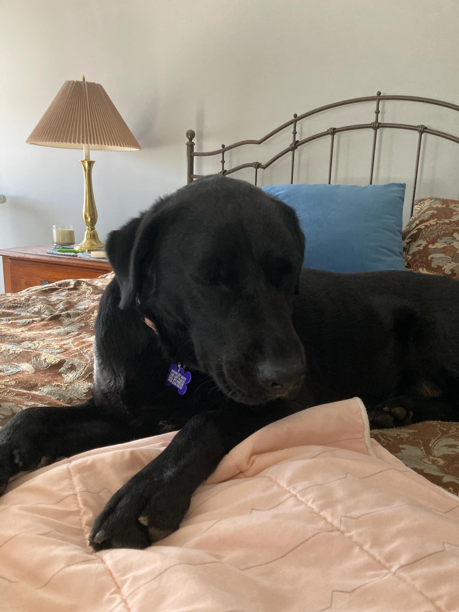 Dog for adoption - Ash, a Labrador Retriever Mix in Elkton, MD | Petfinder