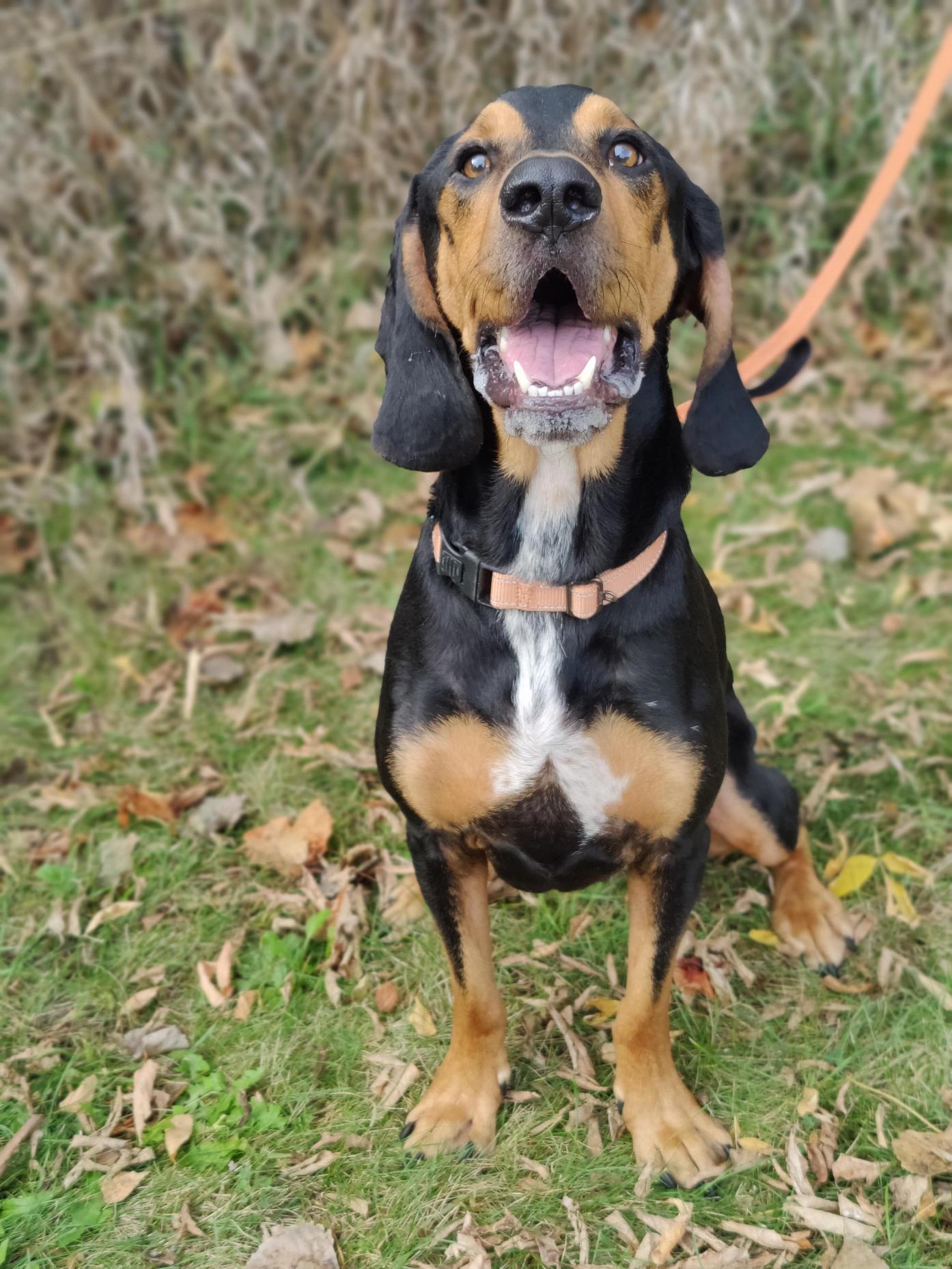 Dog for adoption - Cletus (STRAY), a Black and Tan Coonhound in Midland ...