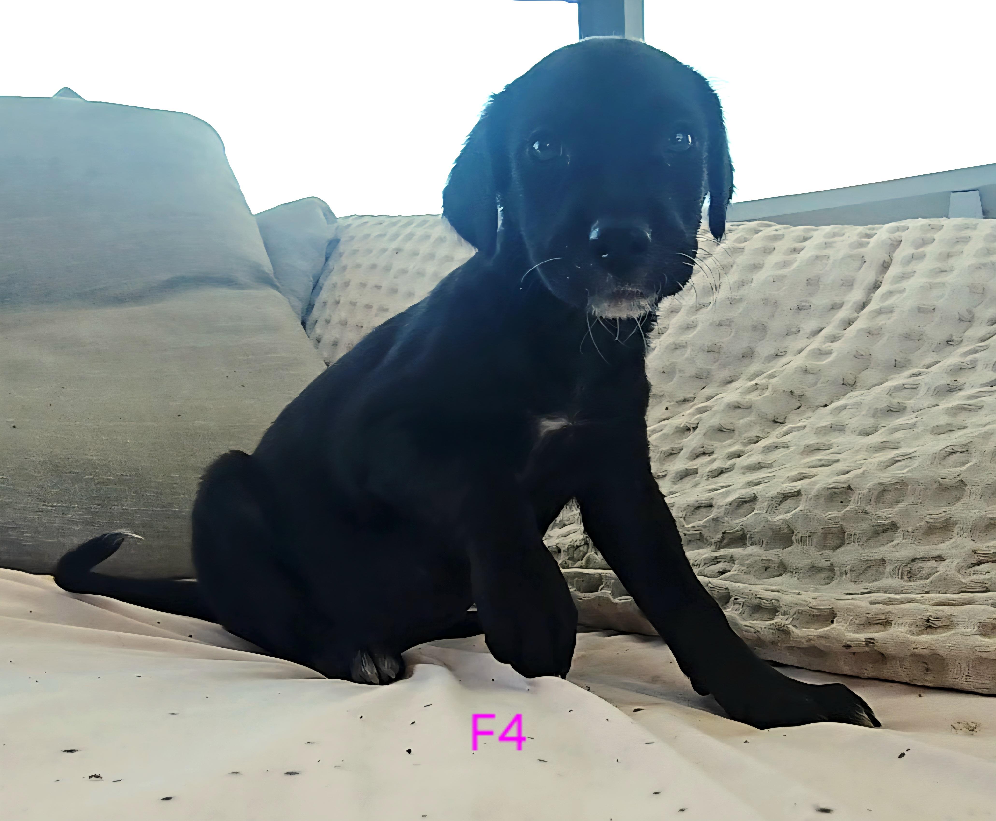 Dog for adoption - Sonya, a Black Labrador Retriever Mix in Baytown, TX ...