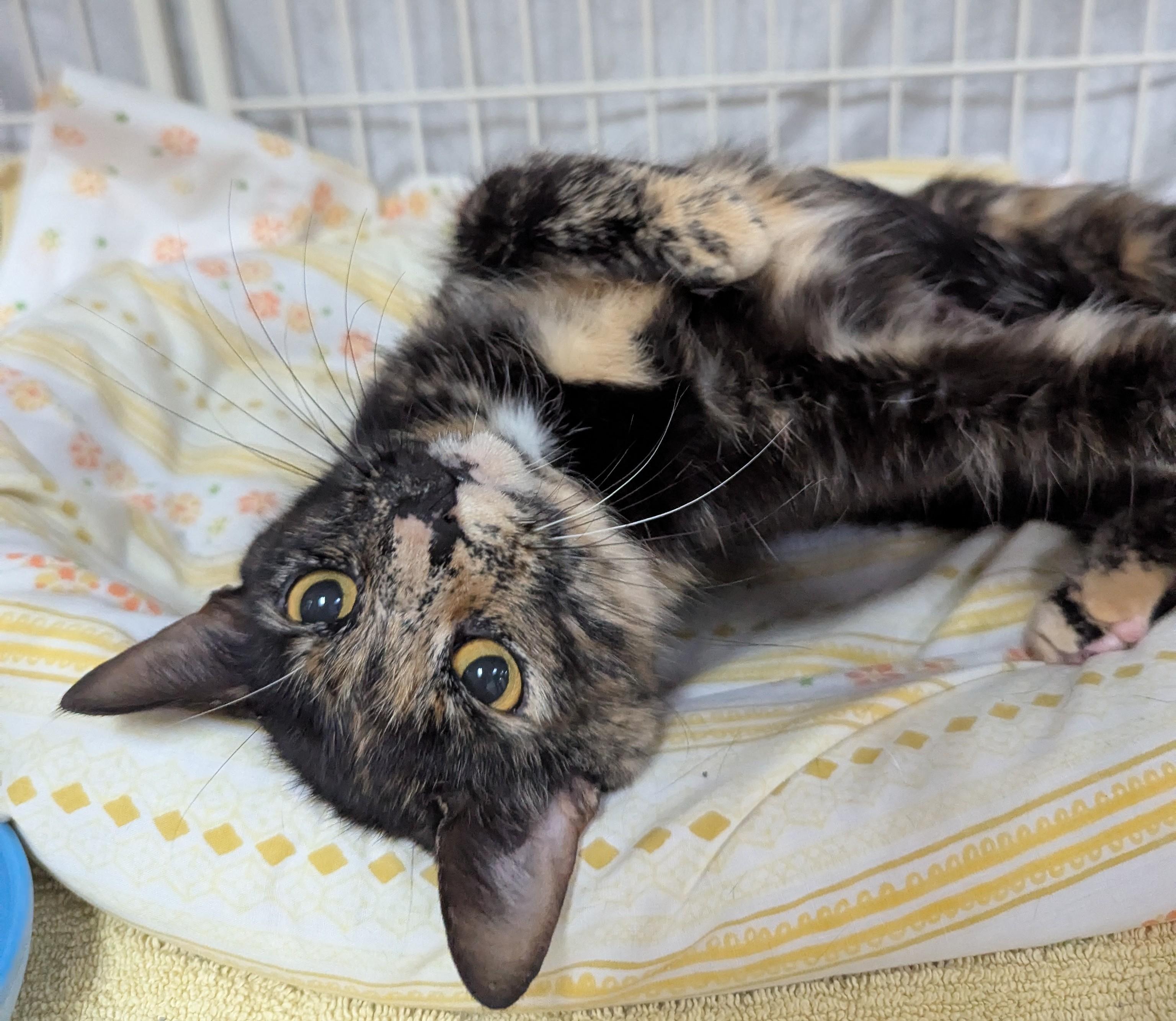 Cat for adoption - Gypsy, a Domestic Short Hair in Decatur, IL | Petfinder