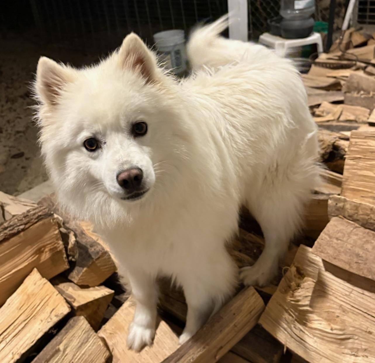 Dog for adoption - Duke - St. Louis, MO, an American Eskimo Dog in ...