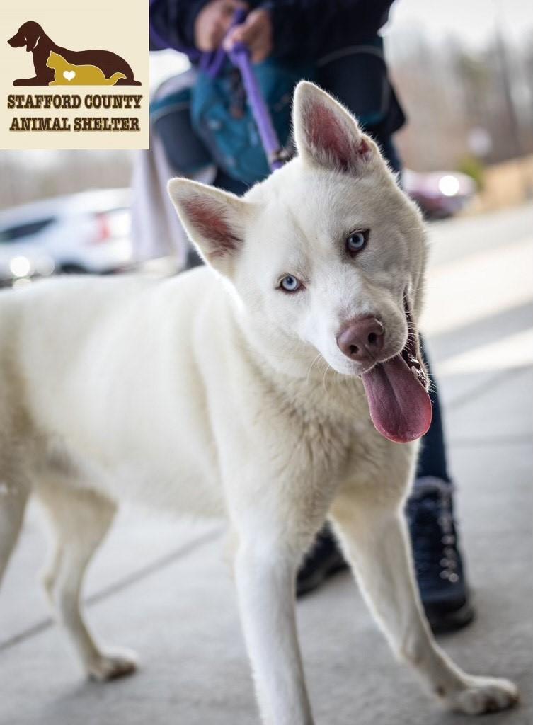 Dog for adoption - Jacob (UPDATED BIO), a Siberian Husky in Stafford ...