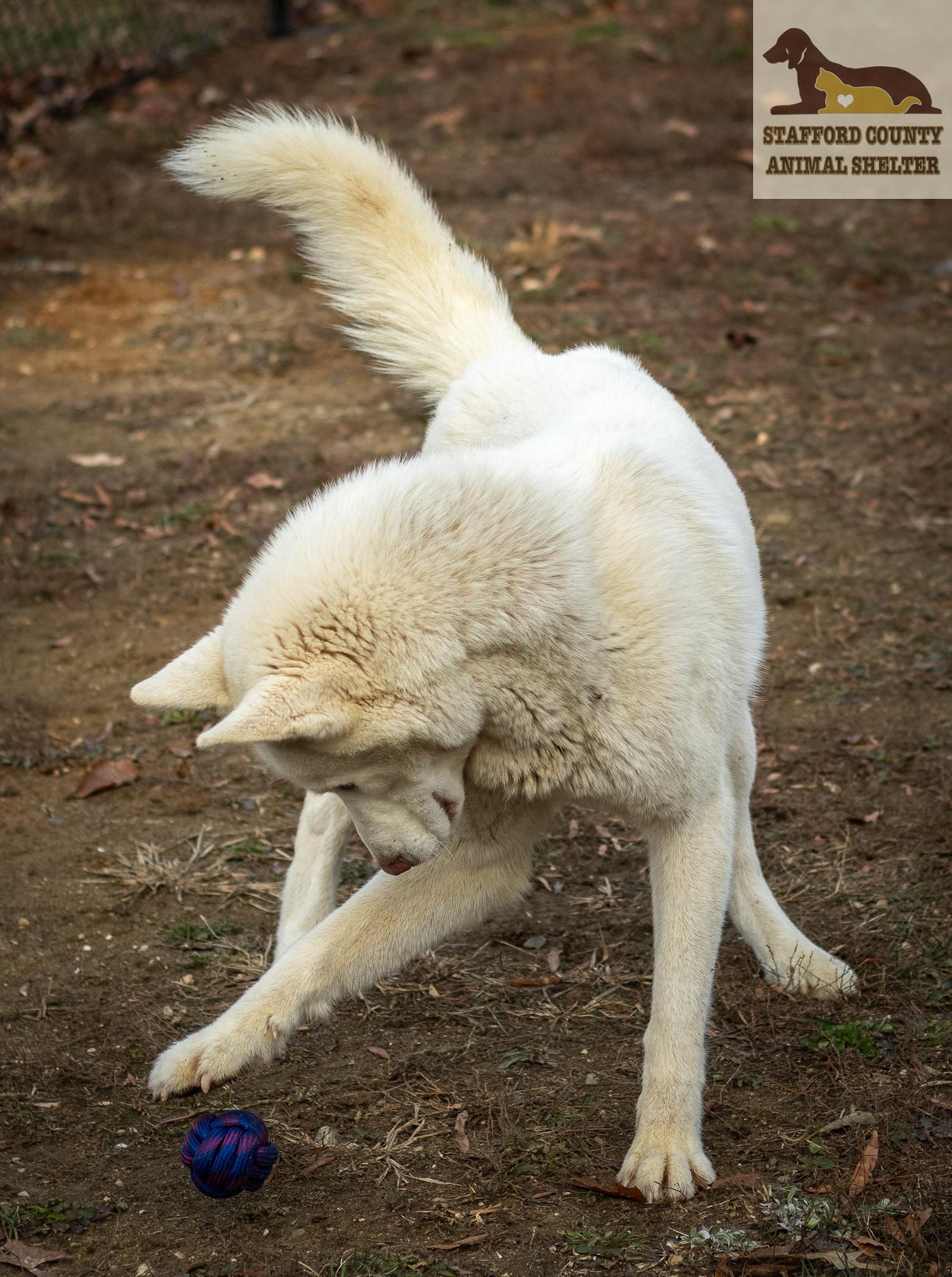 Dog for adoption - Jacob, a Siberian Husky in Stafford, VA | Petfinder