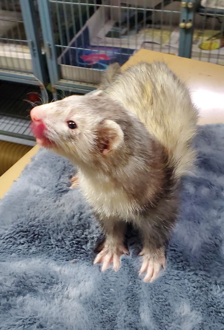 Ferret for adoption - Terrence, a Ferret in Randolph, NJ | Petfinder
