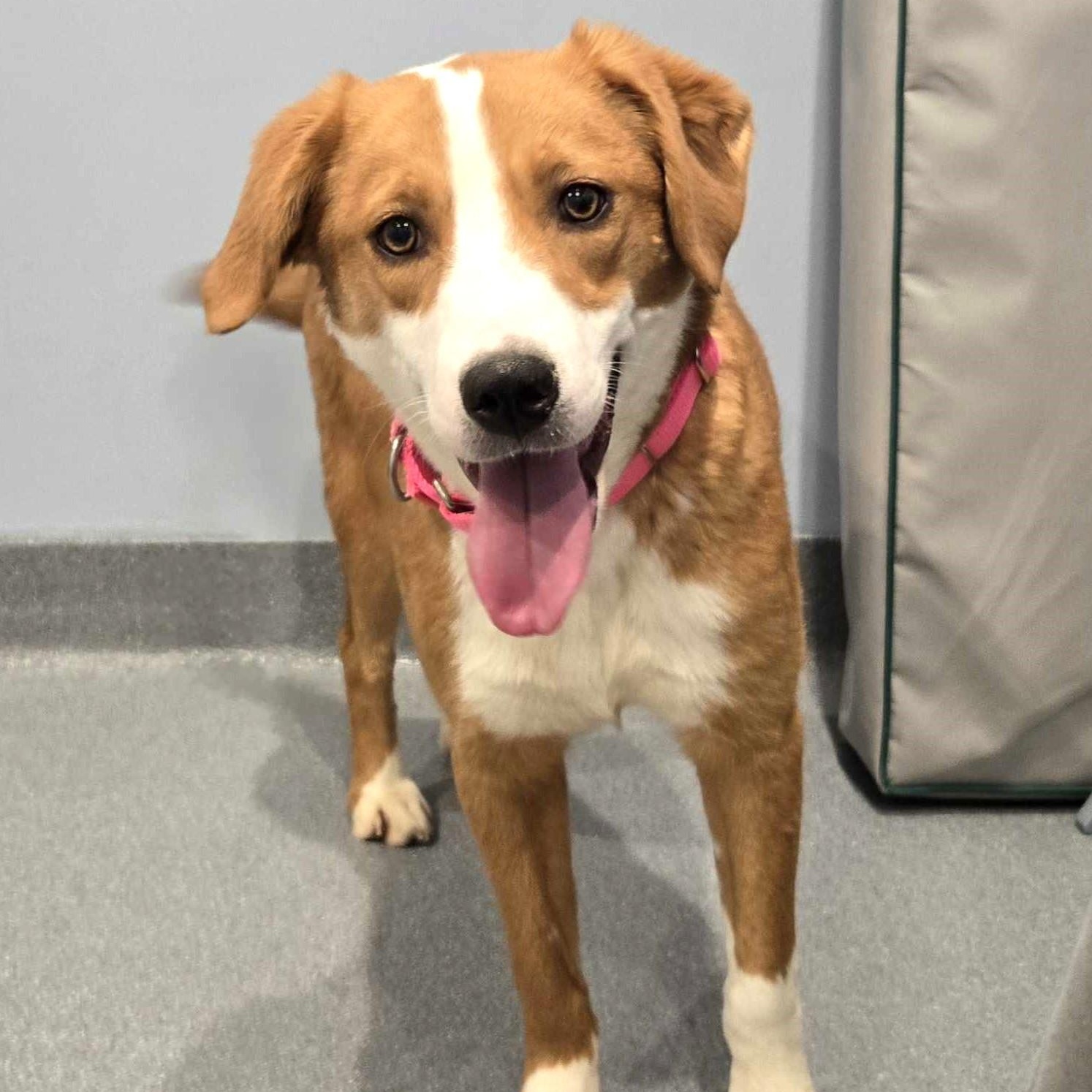 Dog for adoption - Amy, a Mixed Breed in Canal Winchester, OH | Petfinder