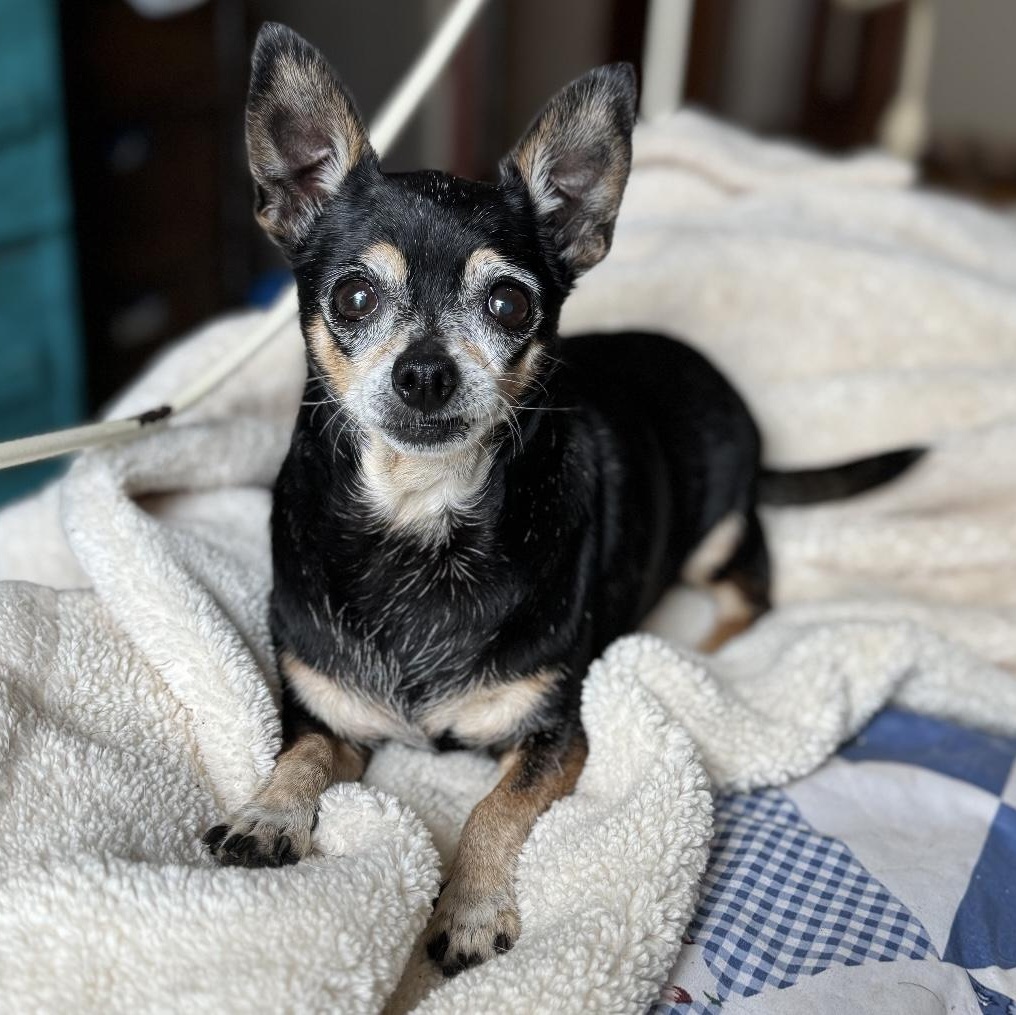 Dog for adoption - Shorty, a Chihuahua Mix in Pelham, NH | Petfinder