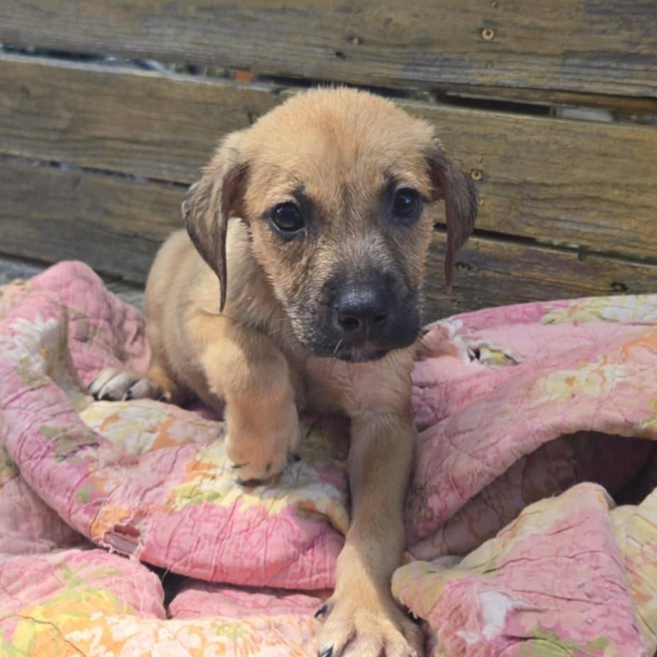 Dog for adoption - Violet, a German Shepherd Dog & Labrador Retriever ...