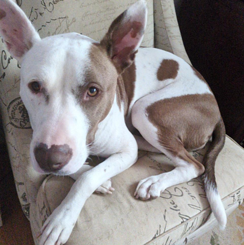 Dog for adoption - Darius, an American Staffordshire Terrier Mix in ...