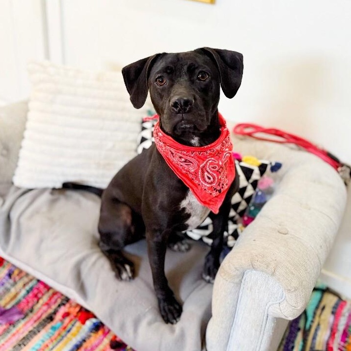 Dog for adoption - Sweetie Tootsie Pop, a Boxer & Labrador Retriever ...