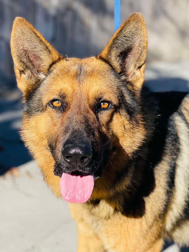 Dog for adoption - Chevy, a German Shepherd Dog in SYLVANIA, GA | Petfinder