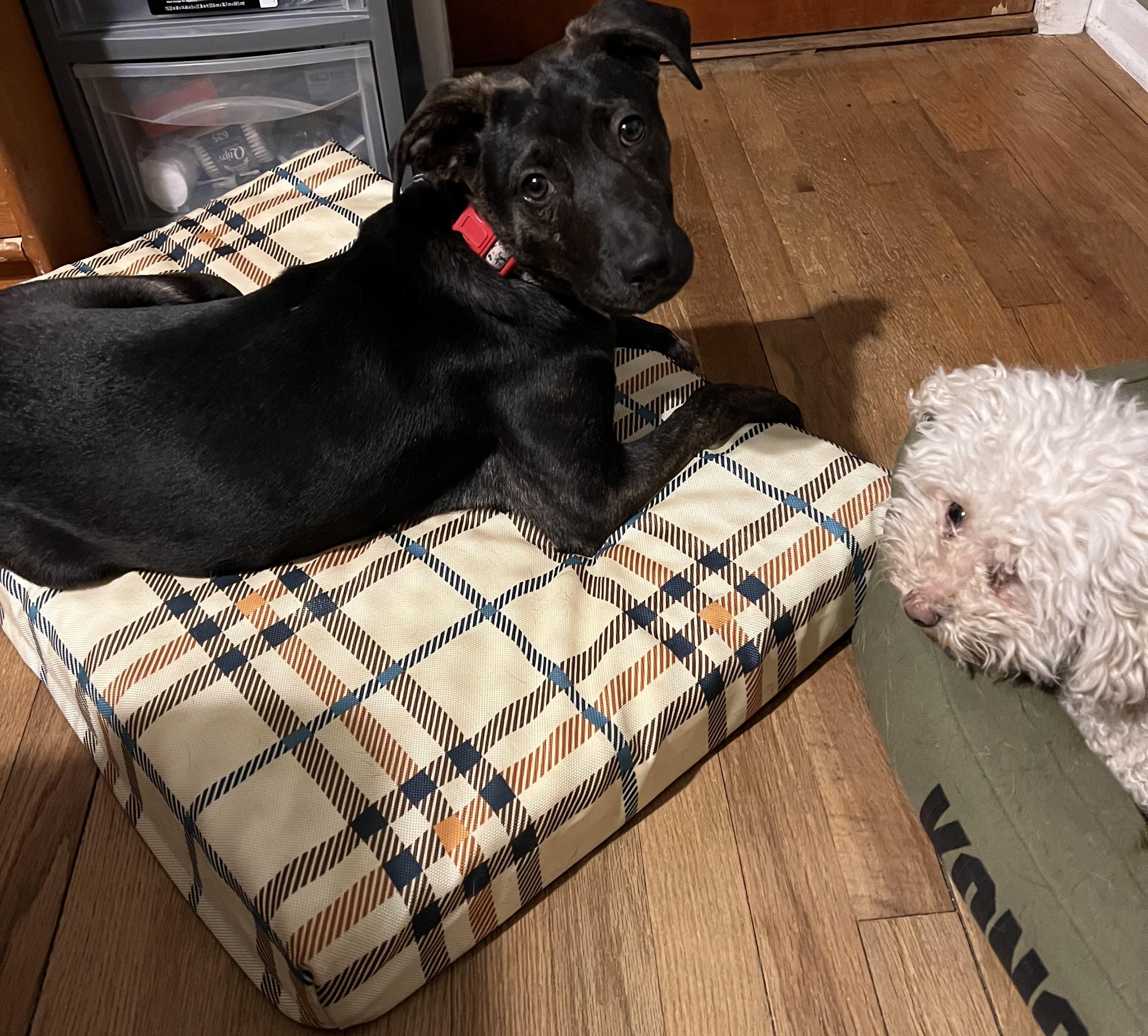 Dog for adoption - Malory, a Labrador Retriever Mix in Wallington, NJ ...