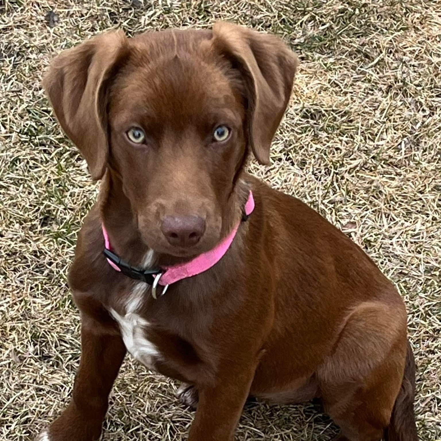 Dog for adoption - Missy, a Chocolate Labrador Retriever Mix in Orland ...