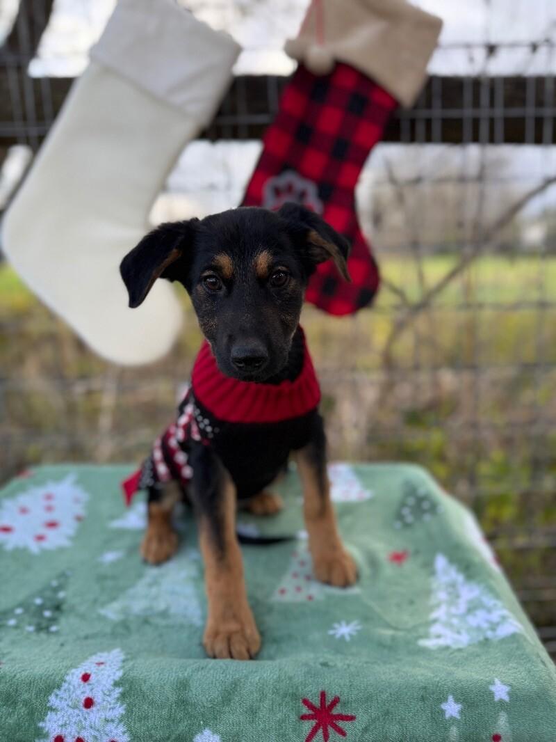 Dog for adoption - Annie Olsen, a German Shepherd Dog Mix in Pittsburgh ...