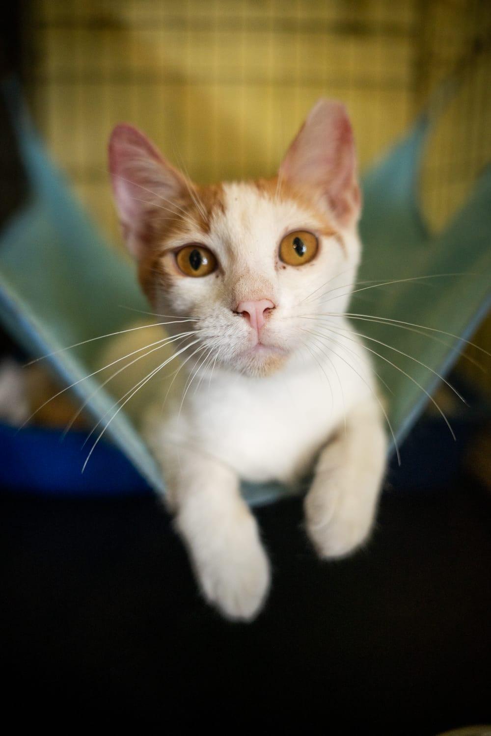 Cat for adoption - Josh, a Domestic Short Hair in Natick, MA | Petfinder