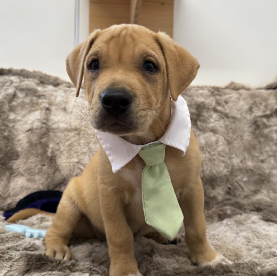 Dog for adoption - Teddy Tickle, a Labrador Retriever & Terrier Mix in ...