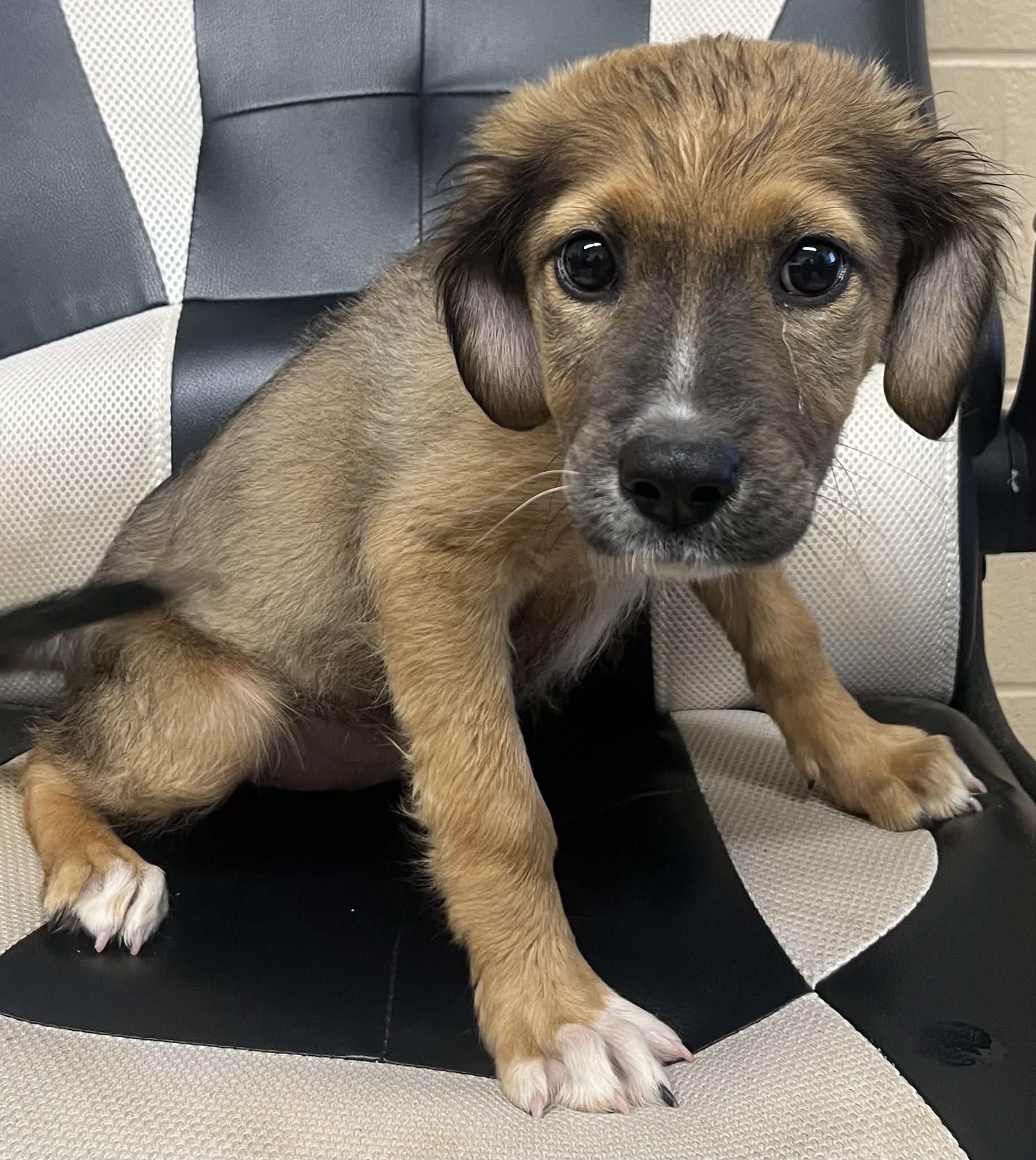 Dog for adoption - Clair, Very Cute little fuzzy Aussie mix girl ! 4m old, 12 lbs, an Australian ...