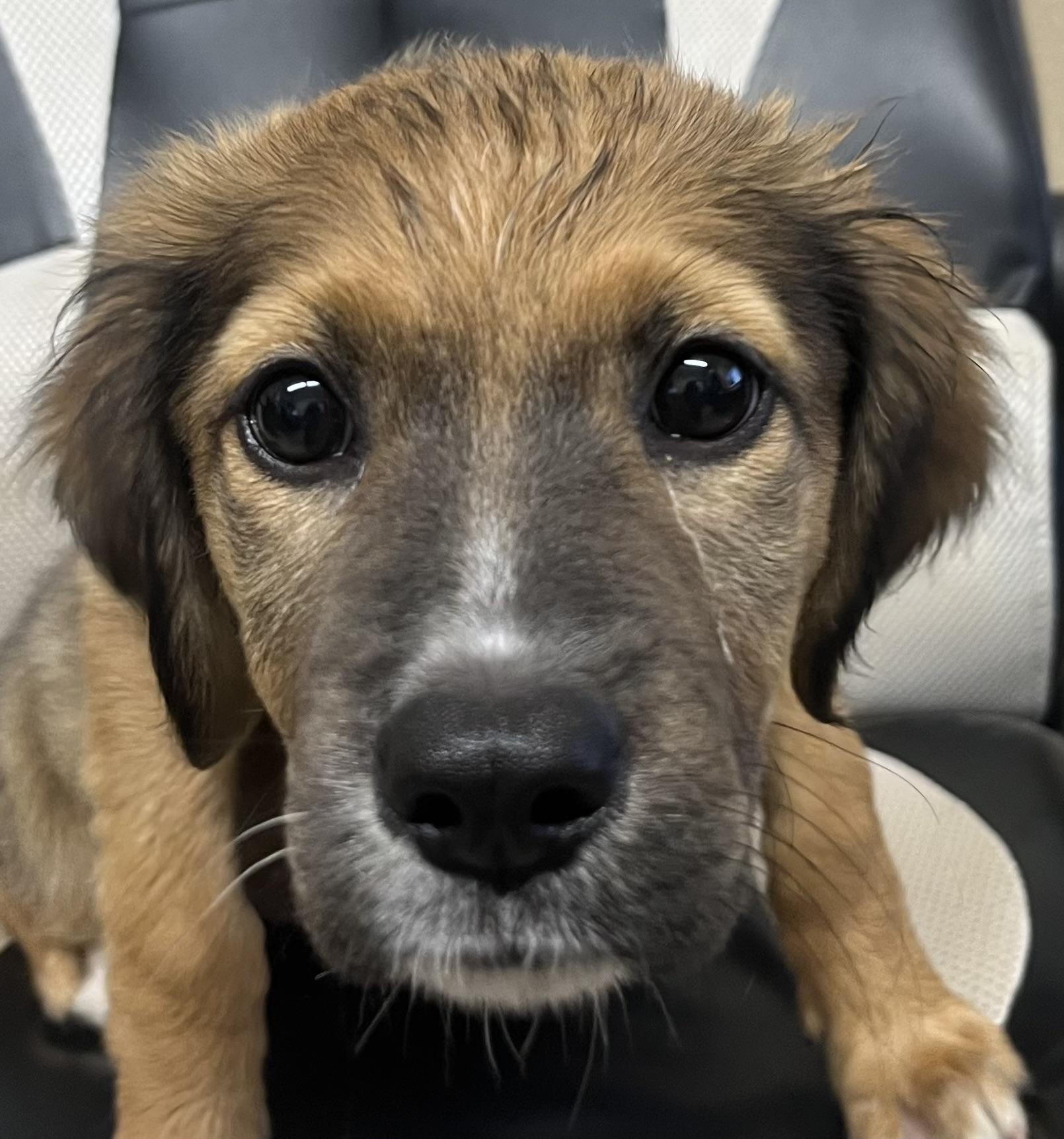 Dog for adoption - Clair, Very Cute little fuzzy Aussie mix girl ! 4m ...