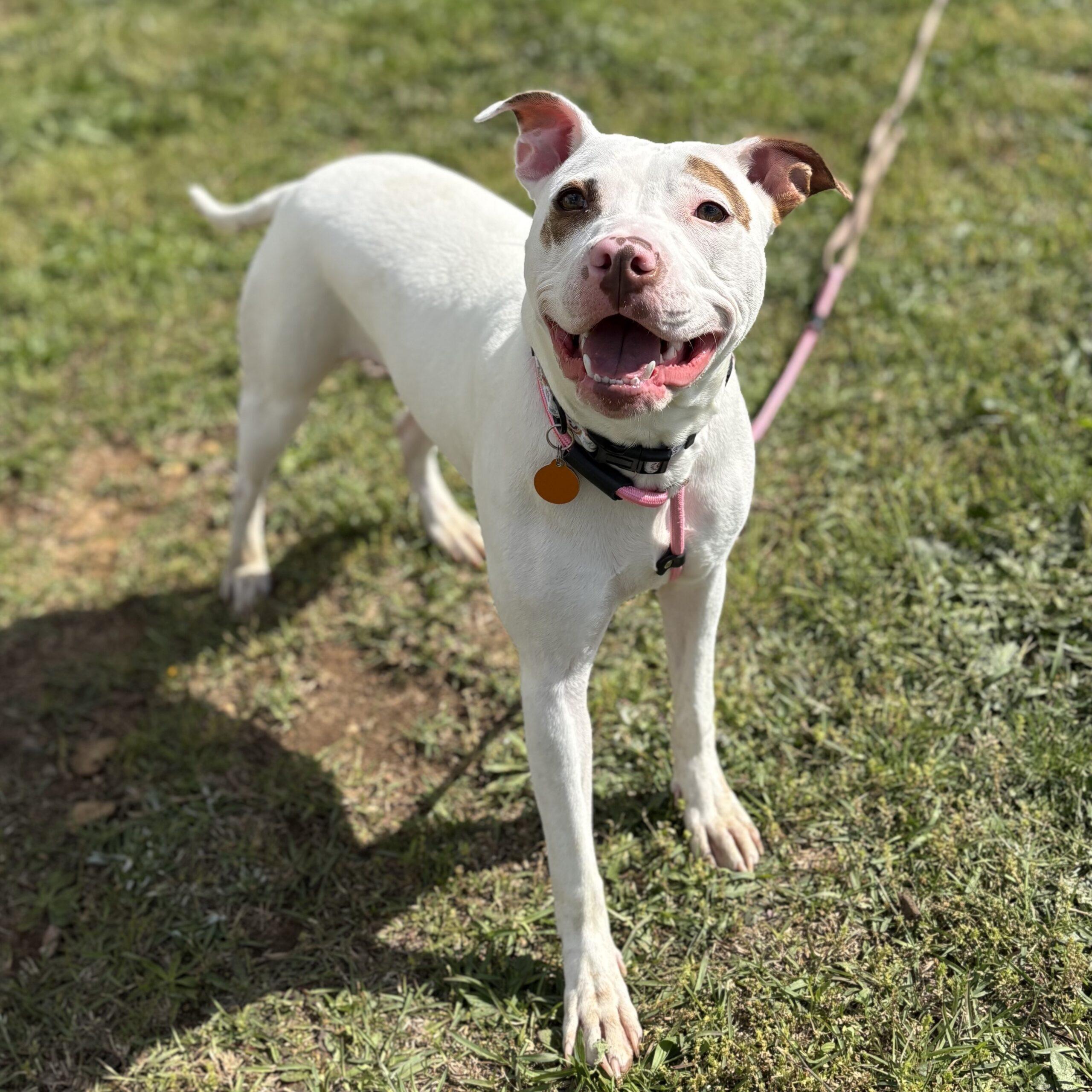 Dog for adoption - Cinderella, a Pit Bull Terrier Mix in Pound, VA ...