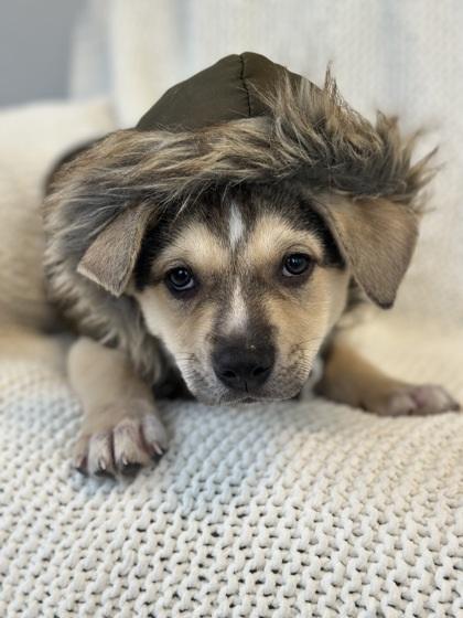 Dog for adoption - Patch, a Terrier Mix in Denver, CO | Petfinder