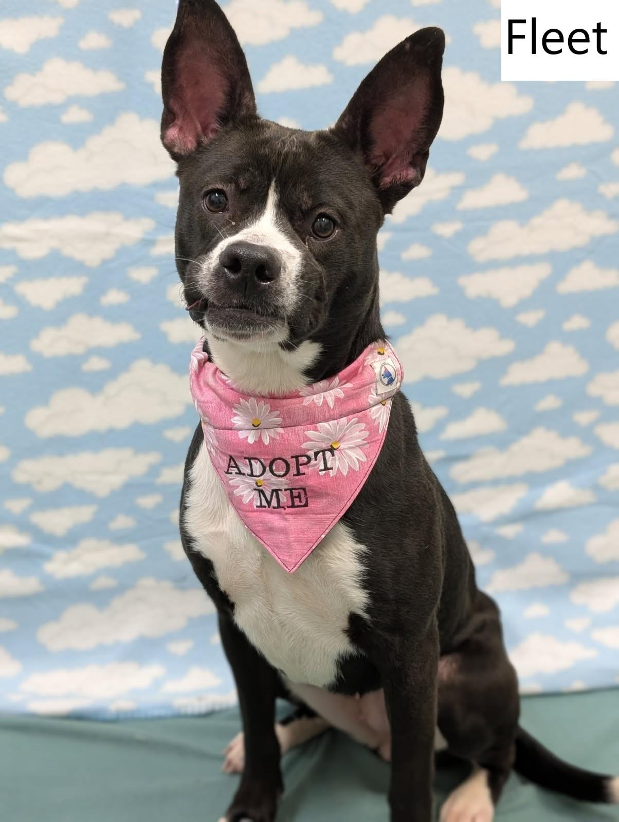 Dog for adoption - Fleet, a Pit Bull Terrier & Husky Mix in Mount ...