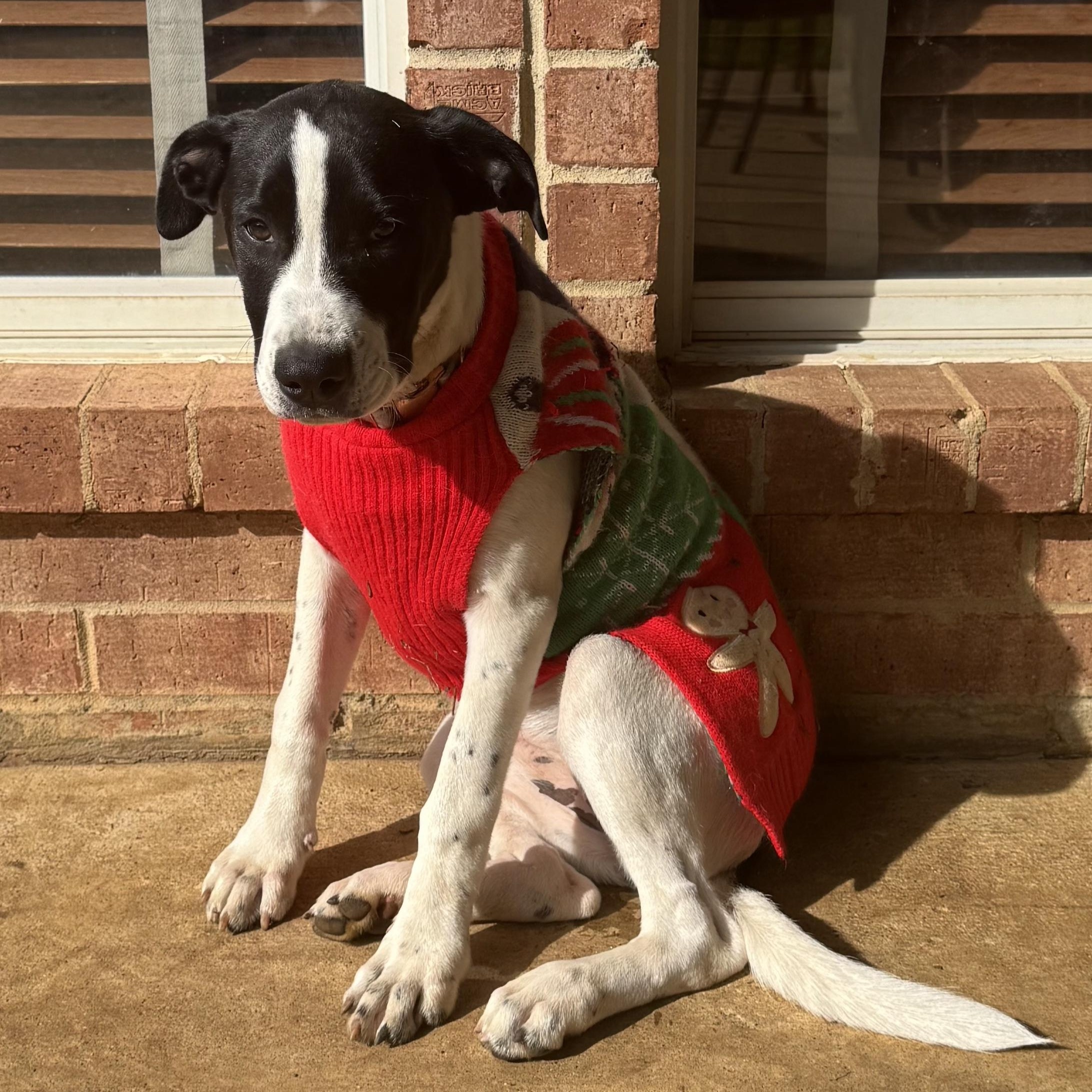 Dog for adoption - Sugar " Lab mix puppy female, Outgoing ", a Labrador ...