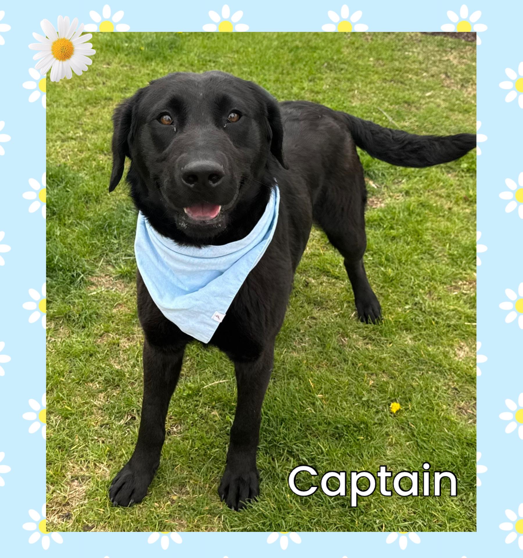 Dog for adoption - Captain, a Black Labrador Retriever Mix in Mokena ...