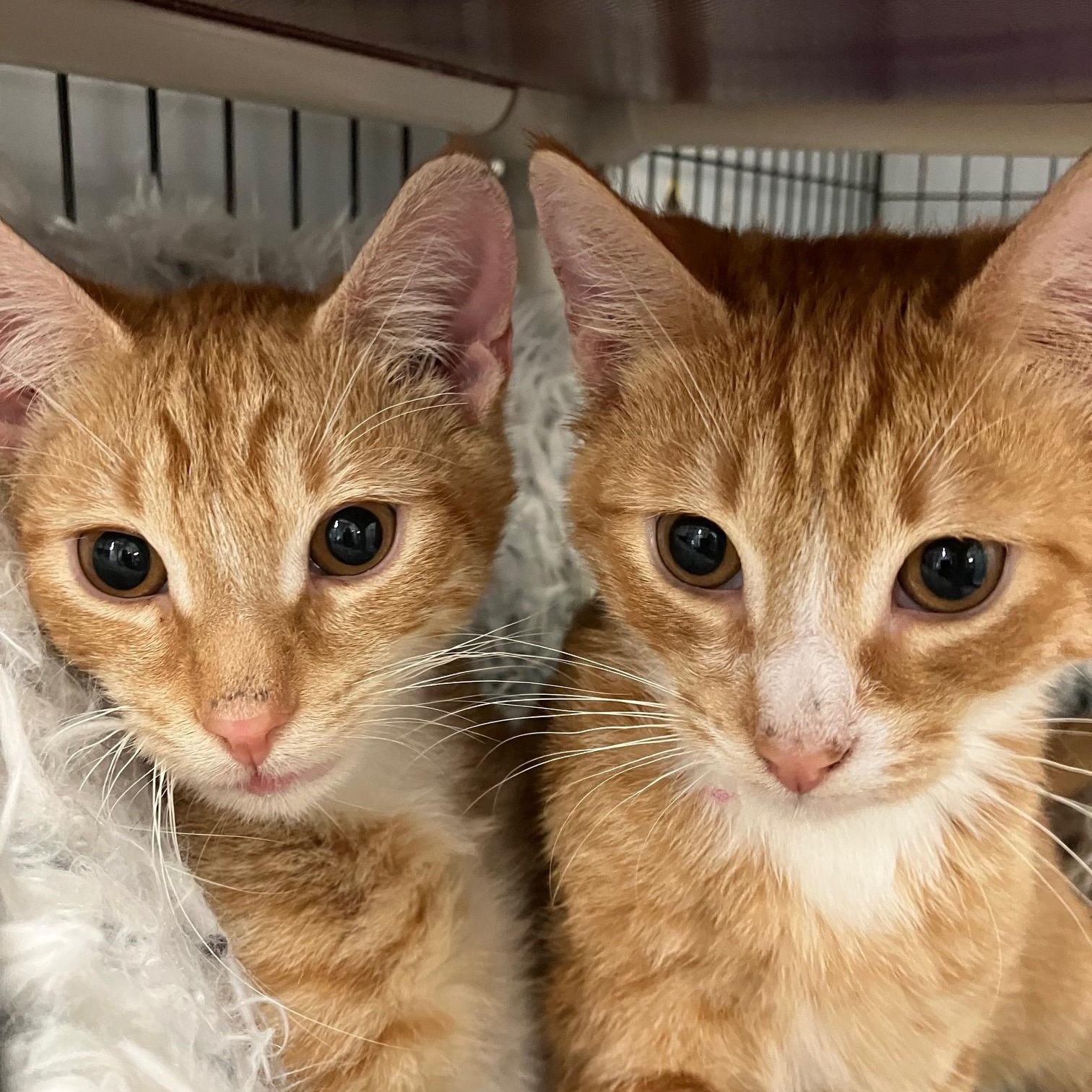 Cat for adoption - Dicky, a Domestic Short Hair in Honesdale, PA ...