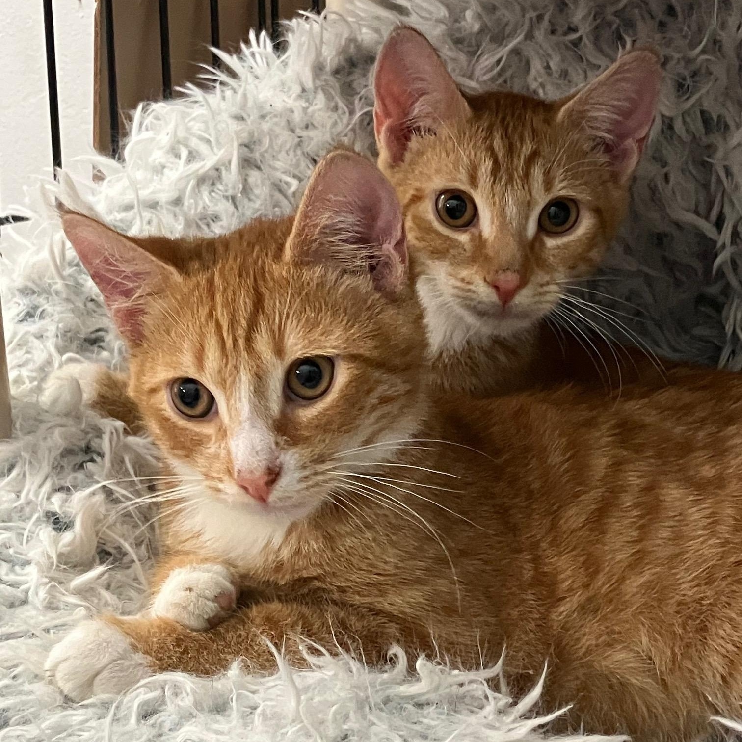 Cat for adoption - Dicky, a Domestic Short Hair in Honesdale, PA ...