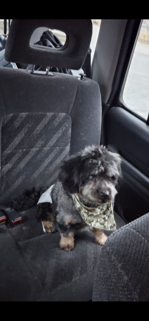 Dog for adoption - Tobi, a Terrier Mix in Stockbridge, GA | Petfinder