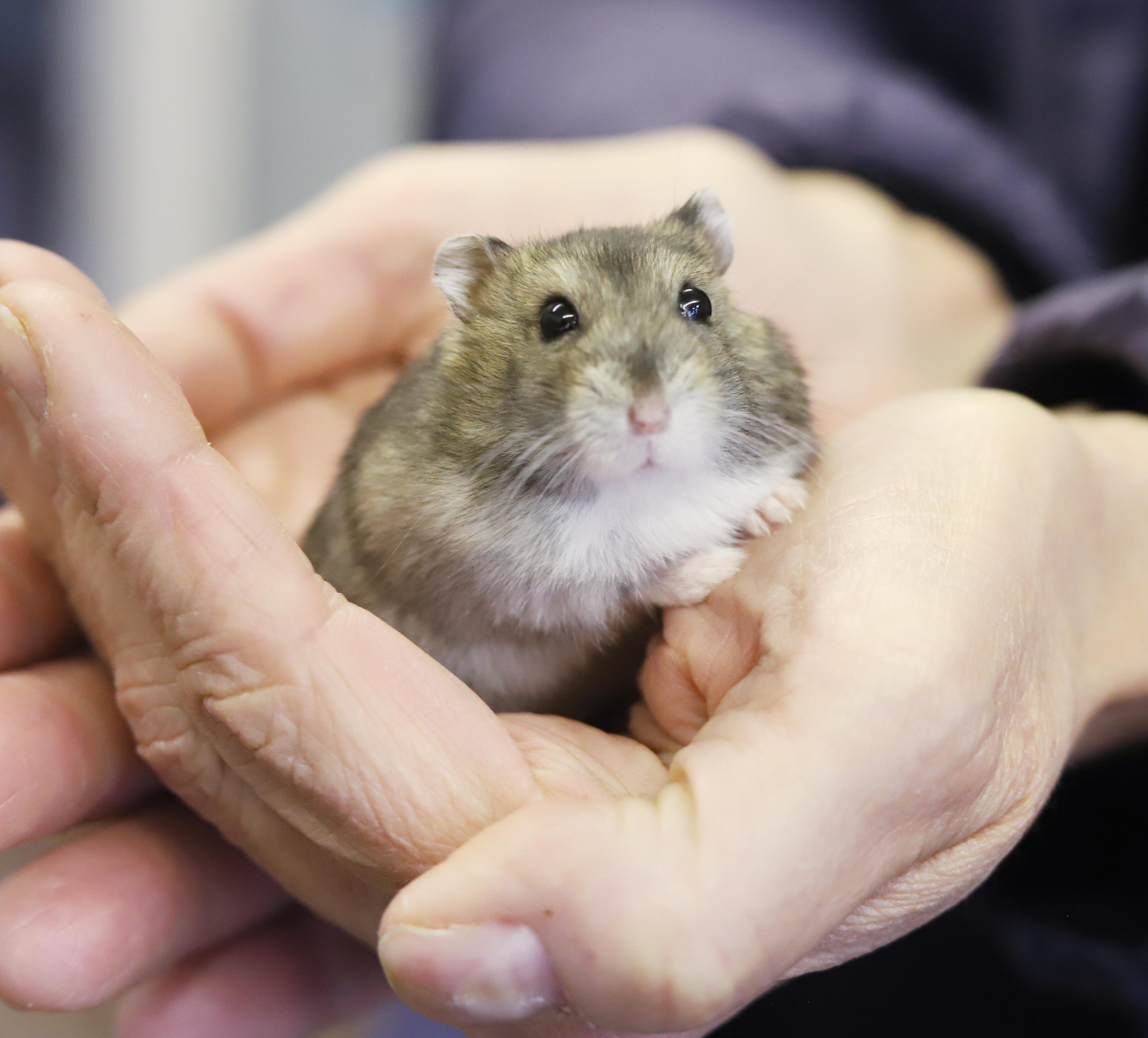 Hamster for adoption - Sammy is a teeny tiny angel! So handsome too!, a Dwarf Hamster & Hamster ...