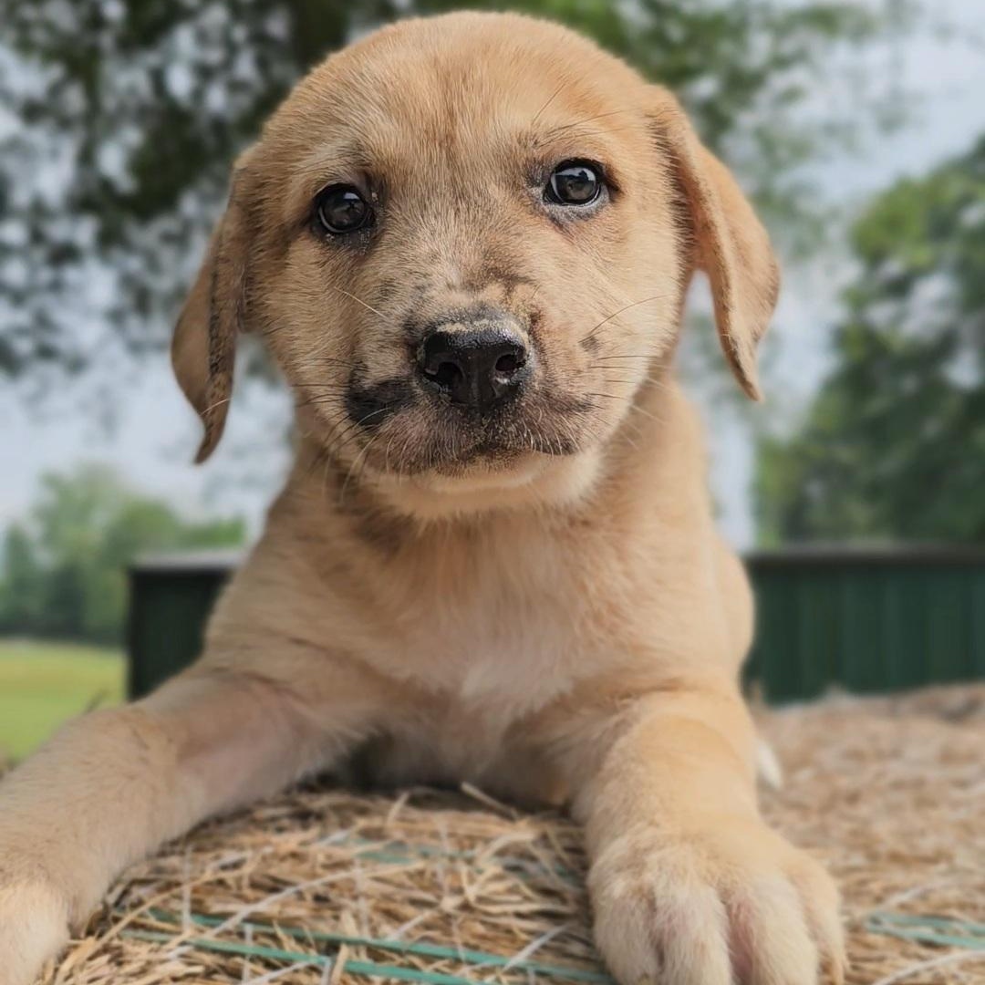 Dog for adoption - Eli 2, a Catahoula Leopard Dog & Labrador Retriever ...