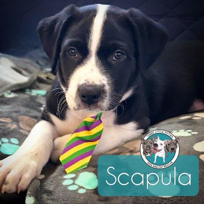 Dog for adoption - Scapula Bones, a Labrador Retriever & Catahoula ...