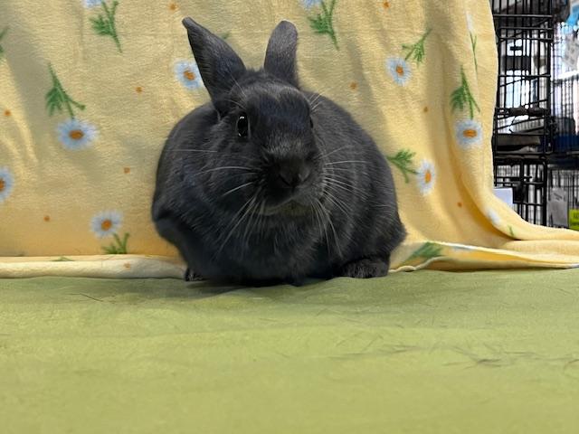 Rabbit for adoption - Bun Jovi, an English Spot Mix in Erie, PA | Petfinder