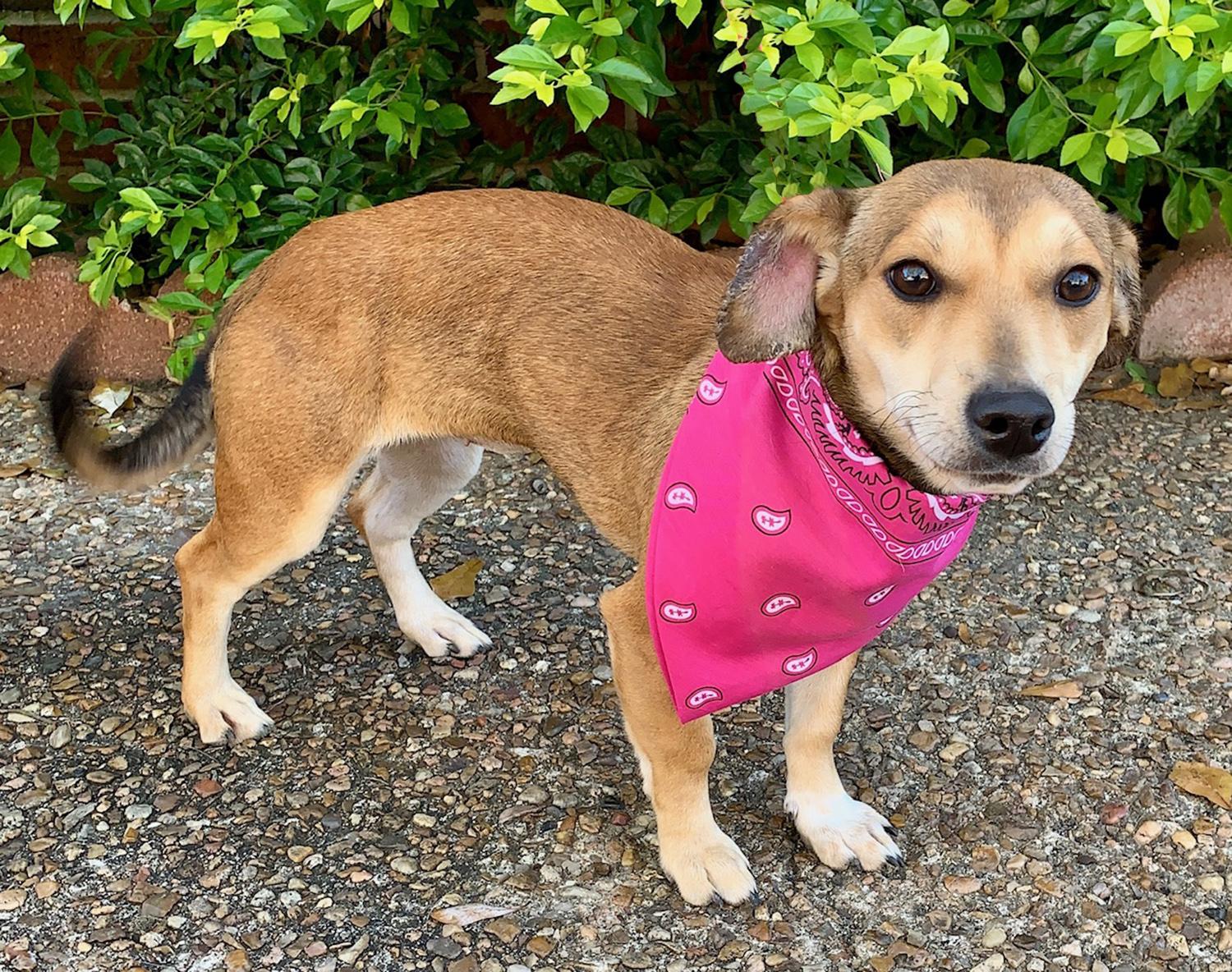 Dog for adoption - Precious BAILEY - Cuddlebug!, a Terrier Mix in ...