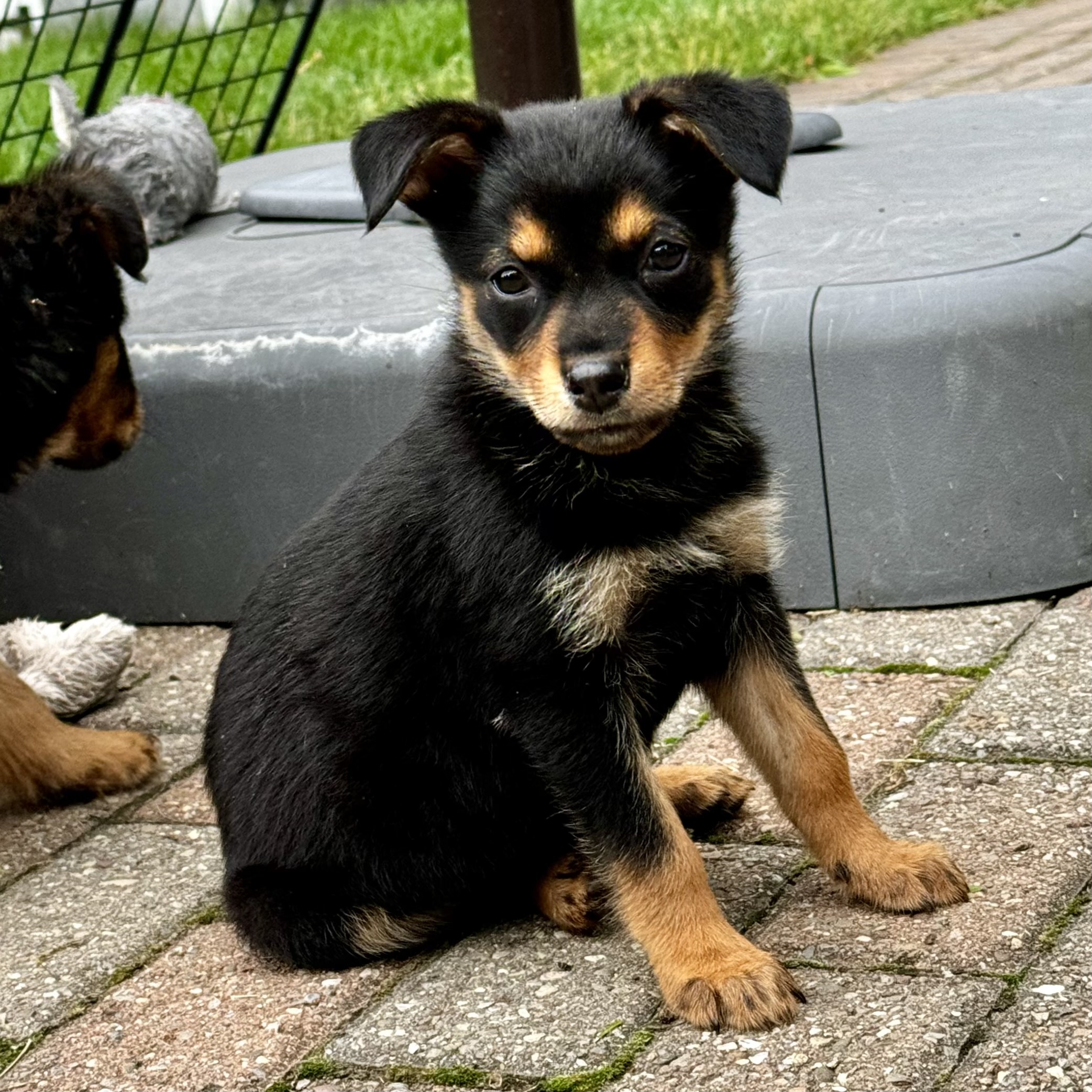 Adopted Dogs - New 2 U Rescue