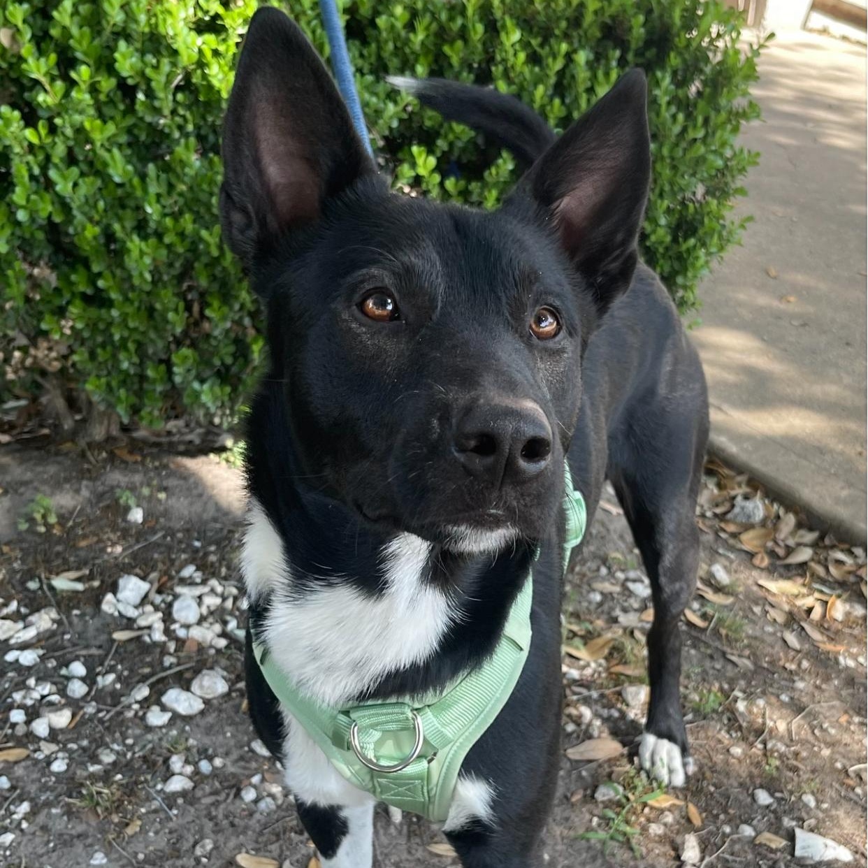 Dog for adoption - The Captain, a German Shepherd Dog Mix in Hunting ...